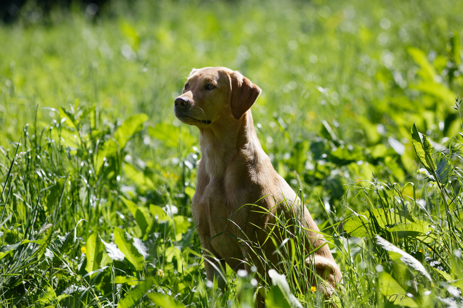 10.09.2022 Munkavizsga Bírálati Lap (MBL), Ungarn – TreasureYarden's